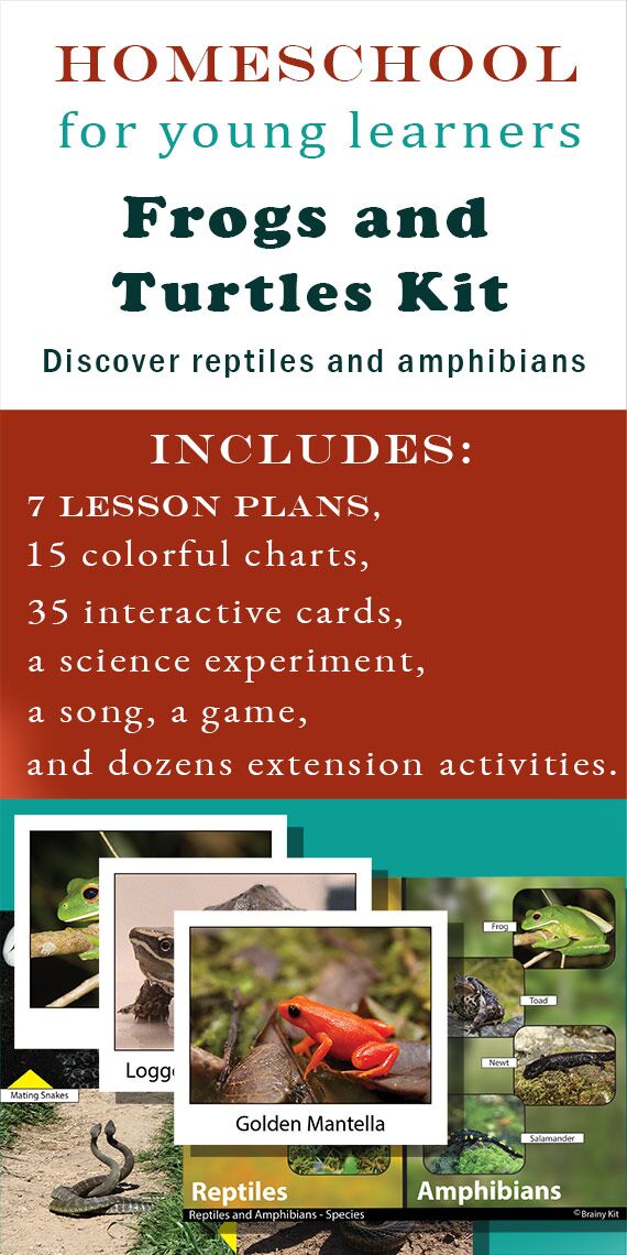 Amphibians and Reptiles PDF file - Get Brainy Box